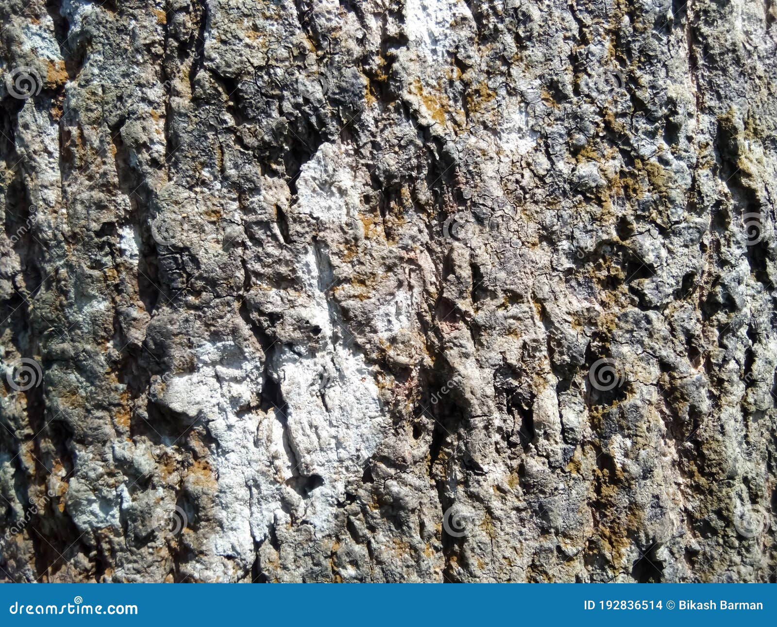 Look at the Picture of the Base of a Tree. Stock Photo - Image of black ...