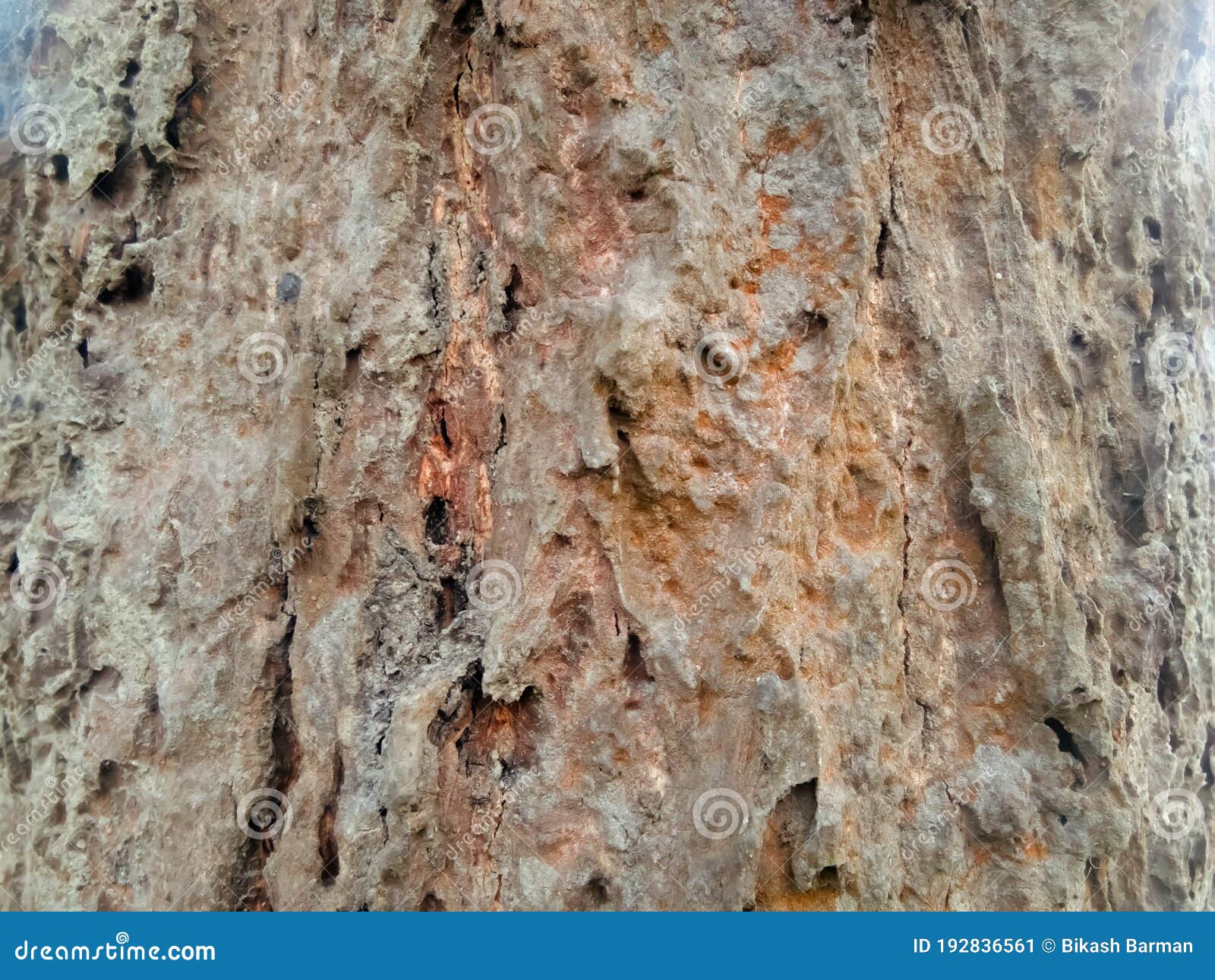 Look at the Picture of the Base of a Tree. Stock Image - Image of base ...
