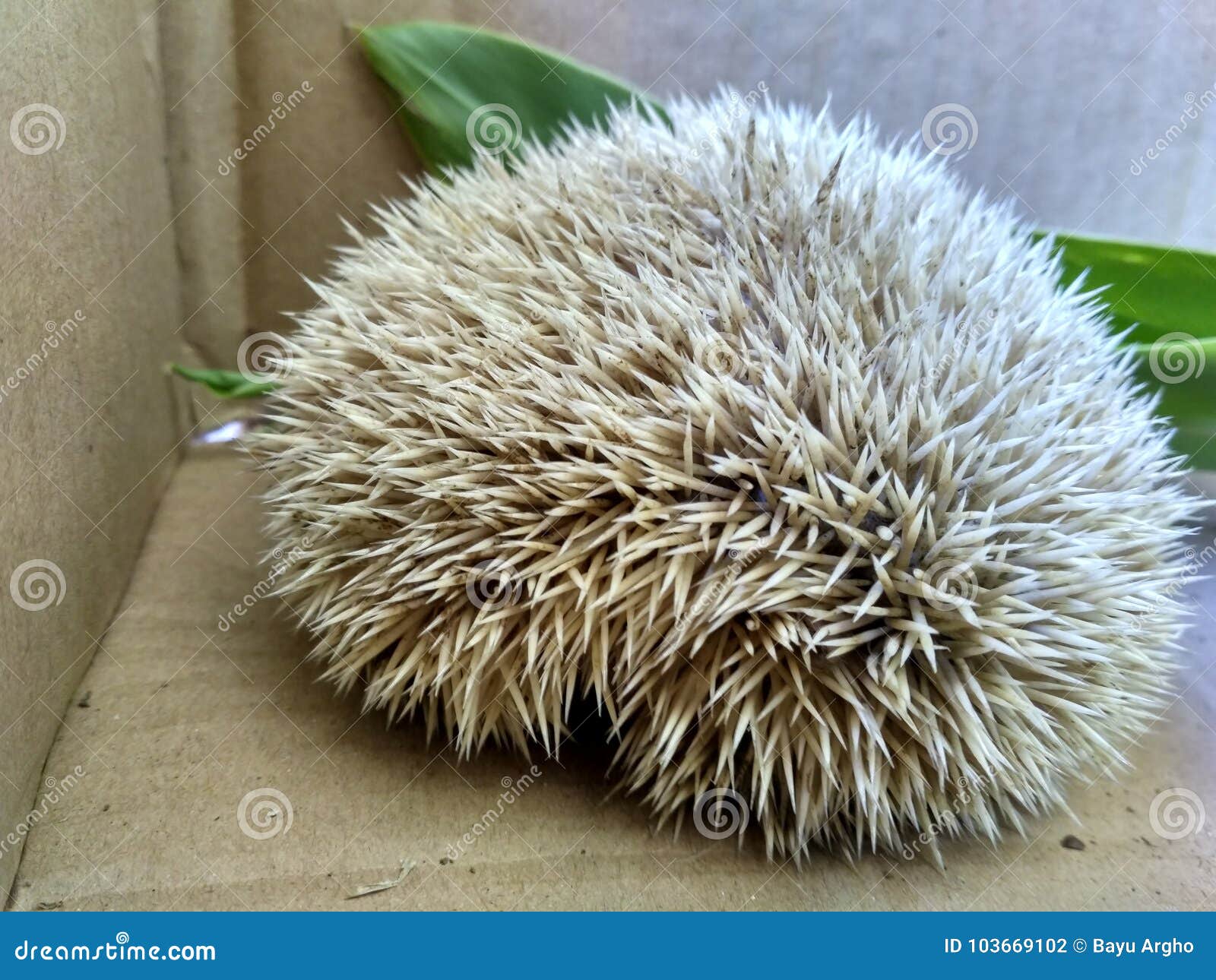 Porcupine Attack Stock Photos - Free & Royalty-Free Stock Photos from ...