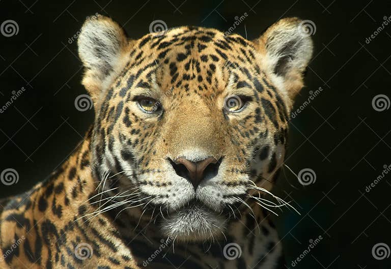 The look of a predator stock photo. Image of spot, regal - 953076