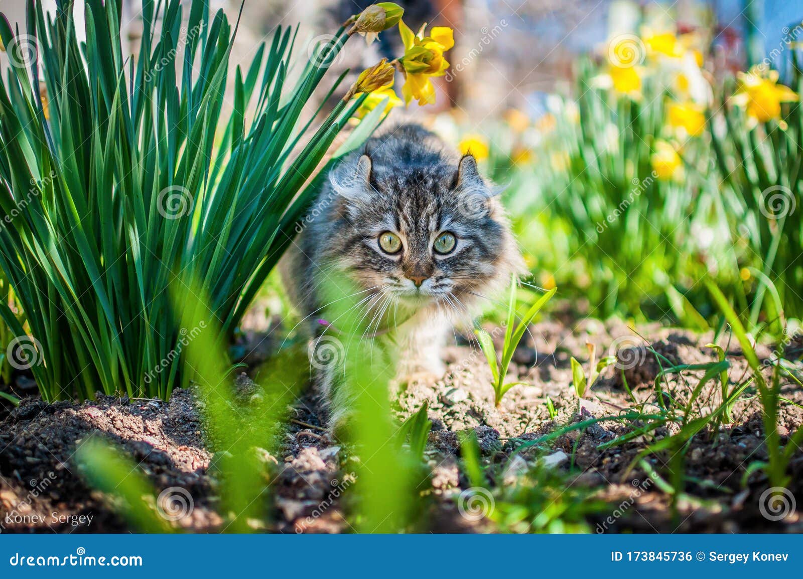 The Look of a Predatory Cat Hunting in Flowers. Stock Photo - Image of ...