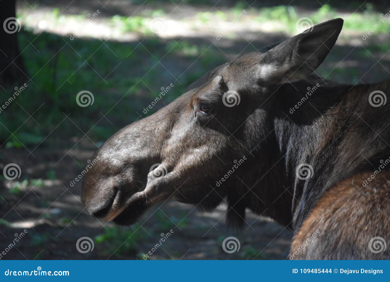 A Look at the Profile of a Moose Stock Photo - Image of large, young ...