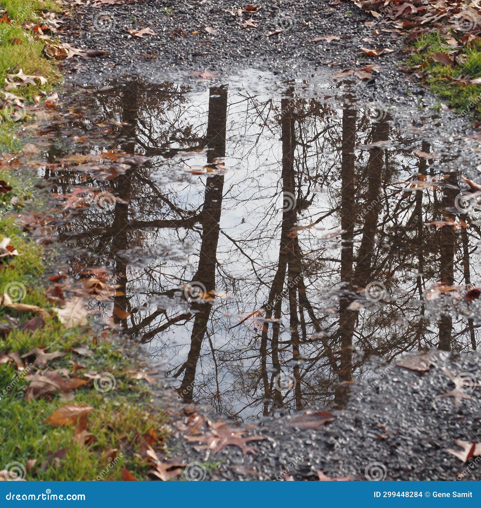 Look into the Puddle of Water To See the Reflection of the Trees. Stock ...
