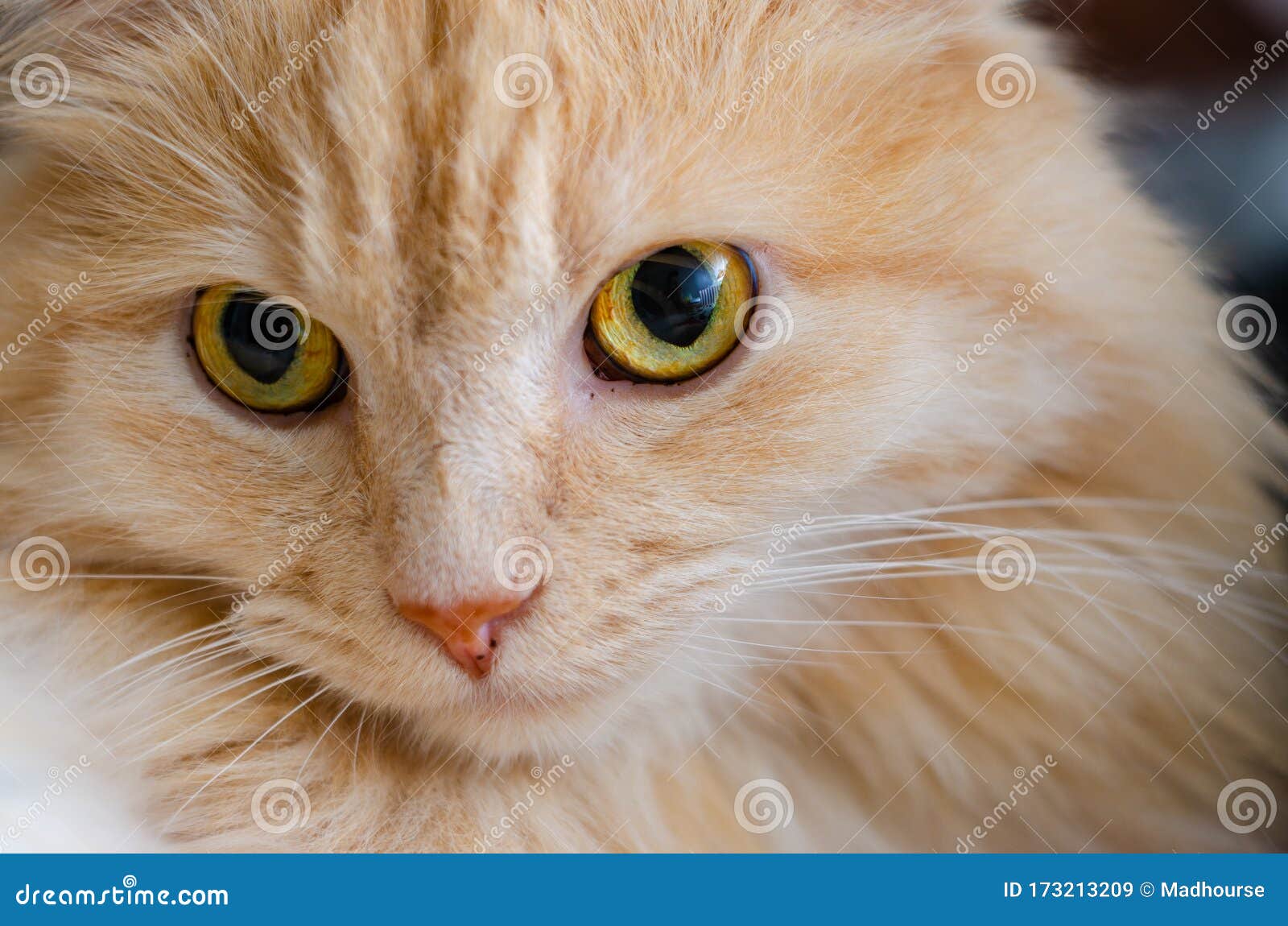 The Look of a Red Cat with Yellow Eyes Stock Image - Image of redhead ...