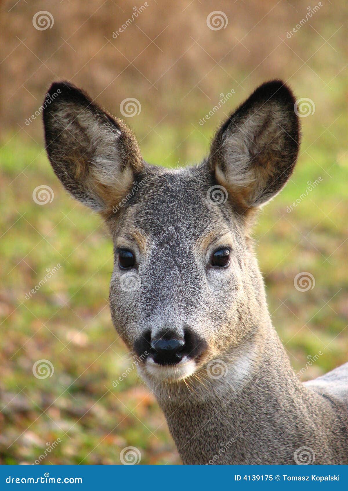 Look of the roe stock image. Image of eyes, look, animal - 4139175