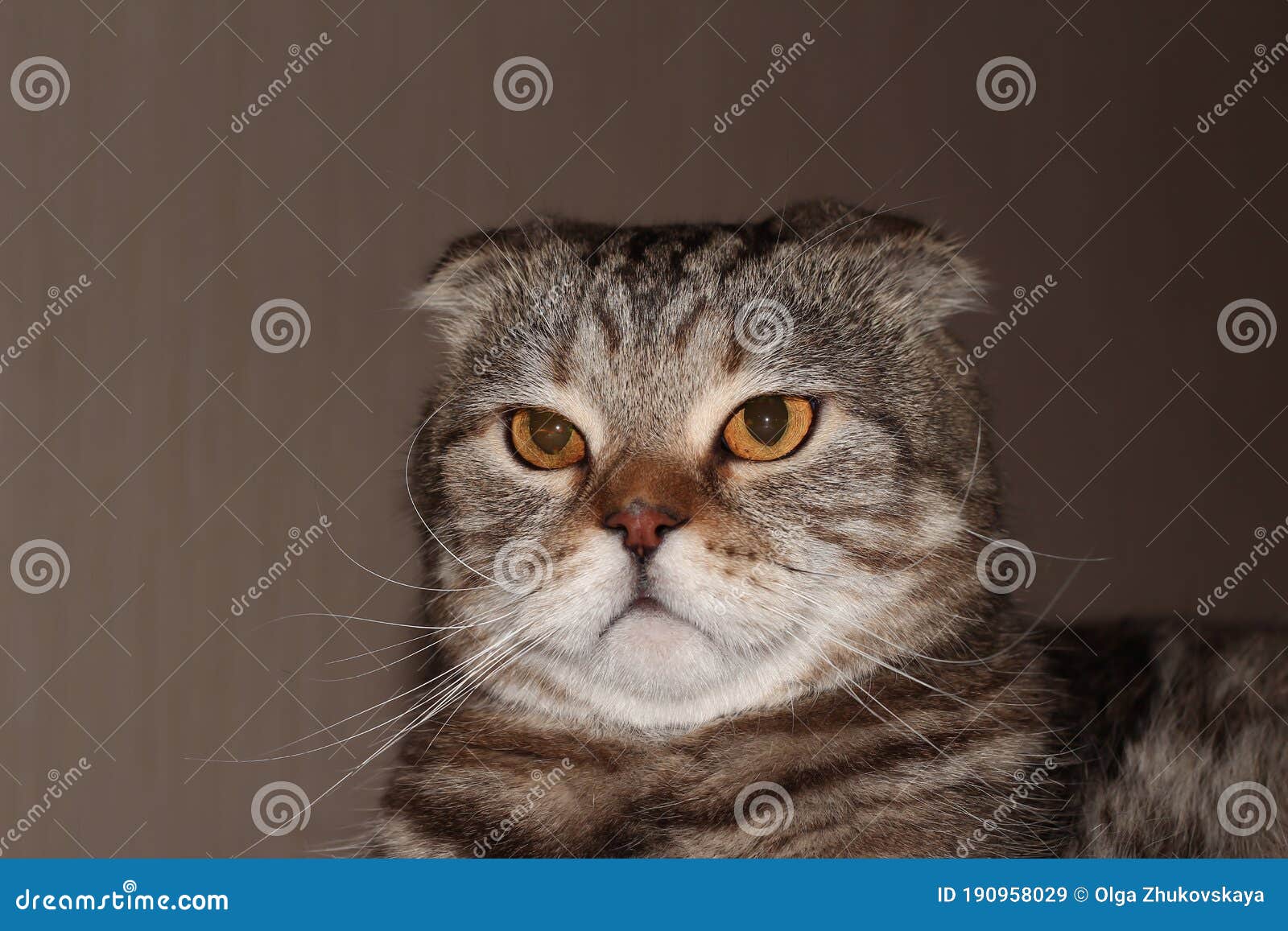 The Look of a Scary Cat. Lop-eared Proud Cat Stock Image - Image of ...