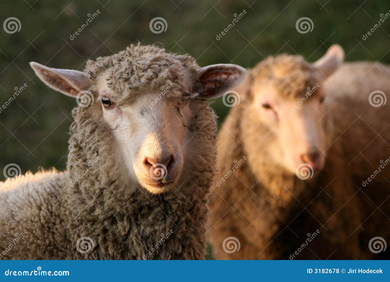 Look of sheep stock photo. Image of fleece, together, sheep - 3182678