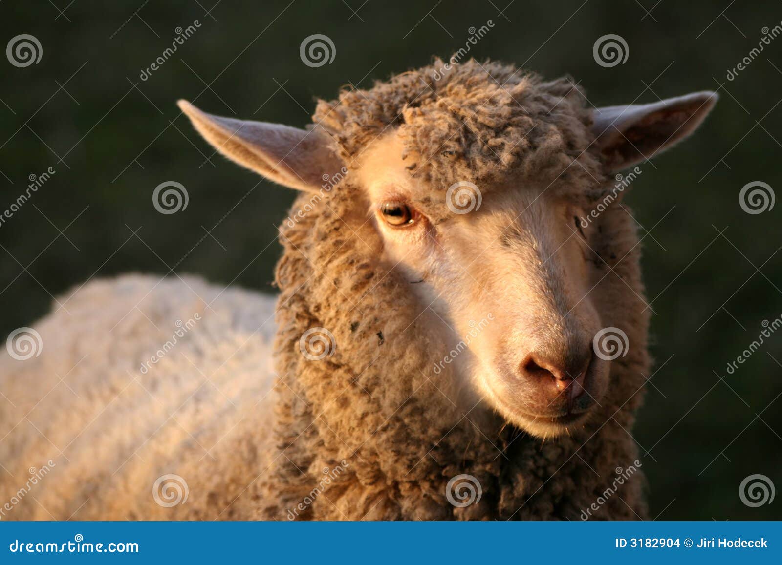 Look of sheep stock photo. Image of lamb, agriculture - 3182904