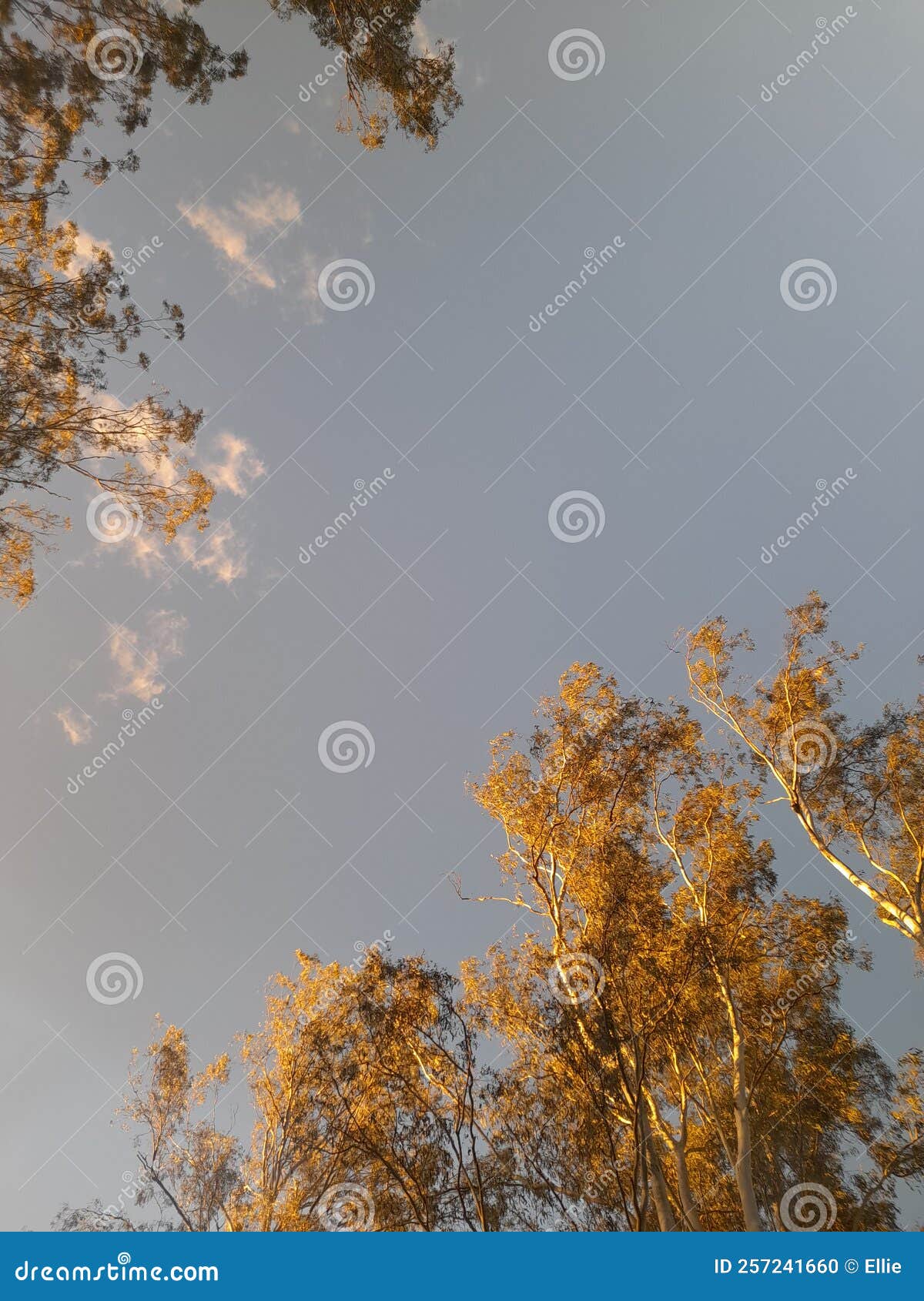 The Trees and Sky Filtered through My Sunglasses Stock Photo - Image of ...