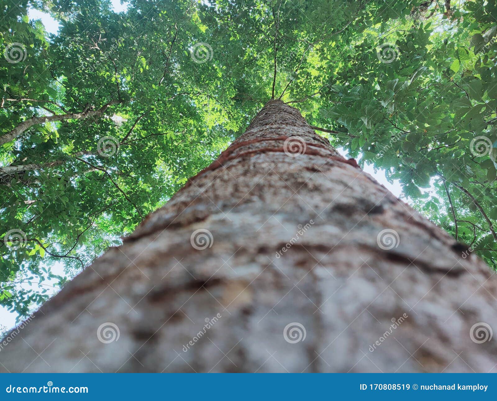Look at the Sky through the Branches and Leaves from the View Under the ...