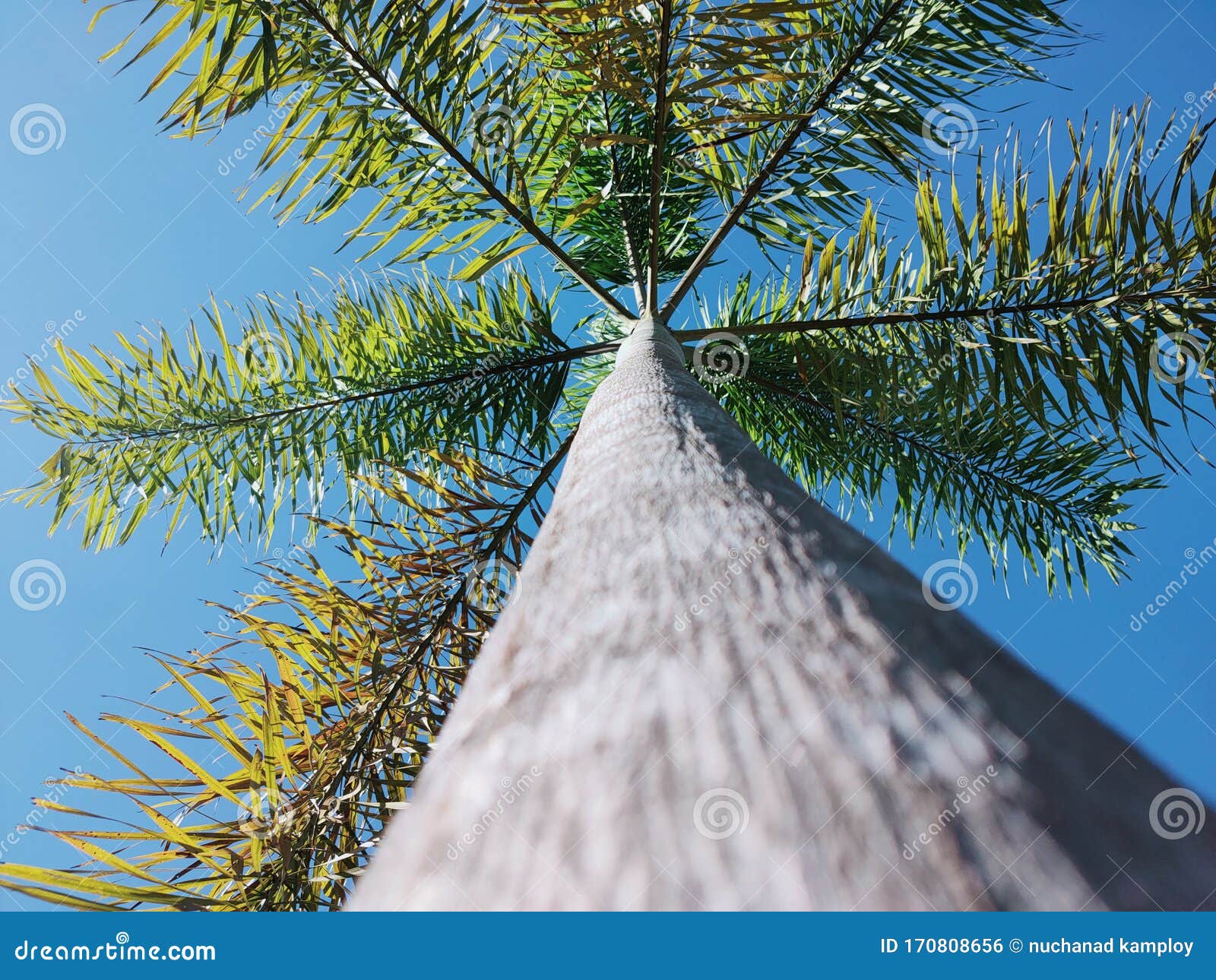 Look at the Sky through the Branches and Leaves from the View Under the ...