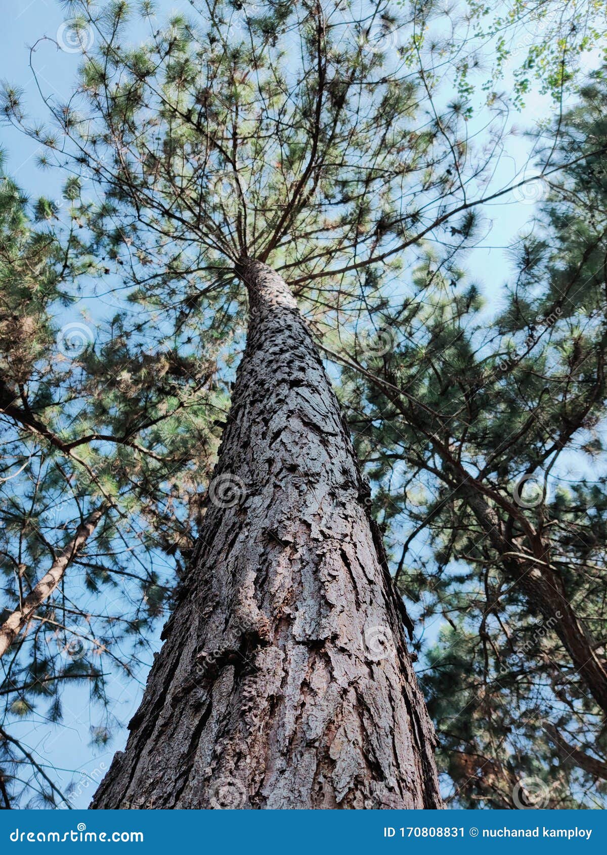 Look at the Sky through the Branches and Leaves from the View Under the ...