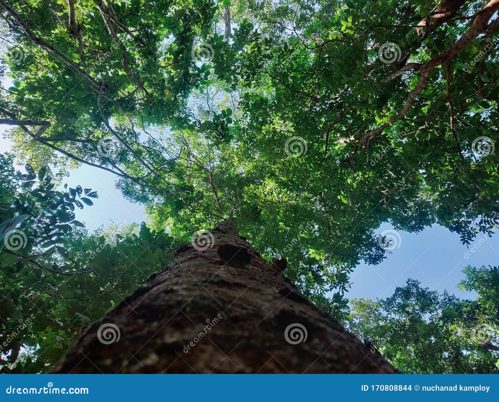 Look at the Sky through the Branches and Leaves from the View Under the ...