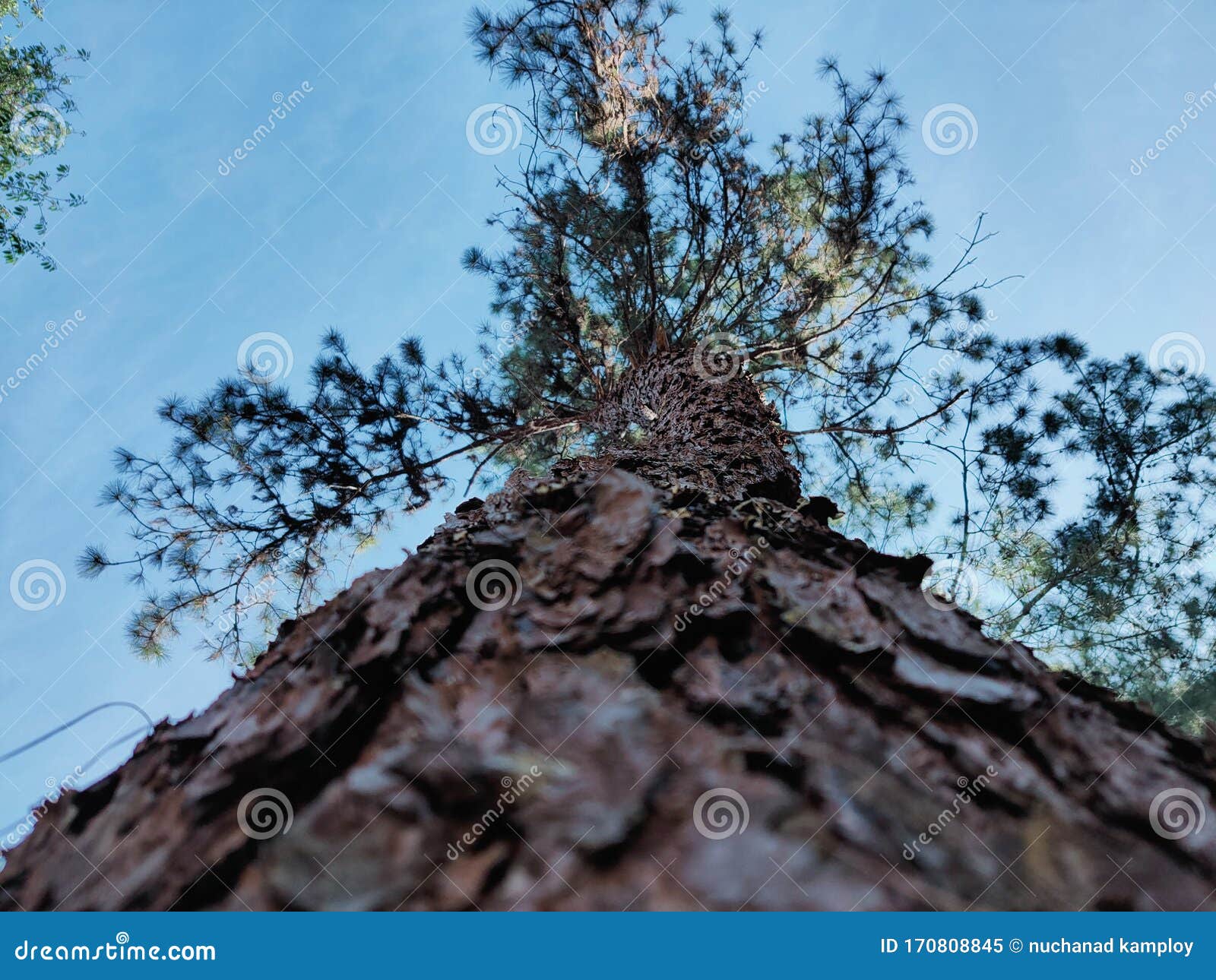 Look at the Sky through the Branches and Leaves from the View Under the ...