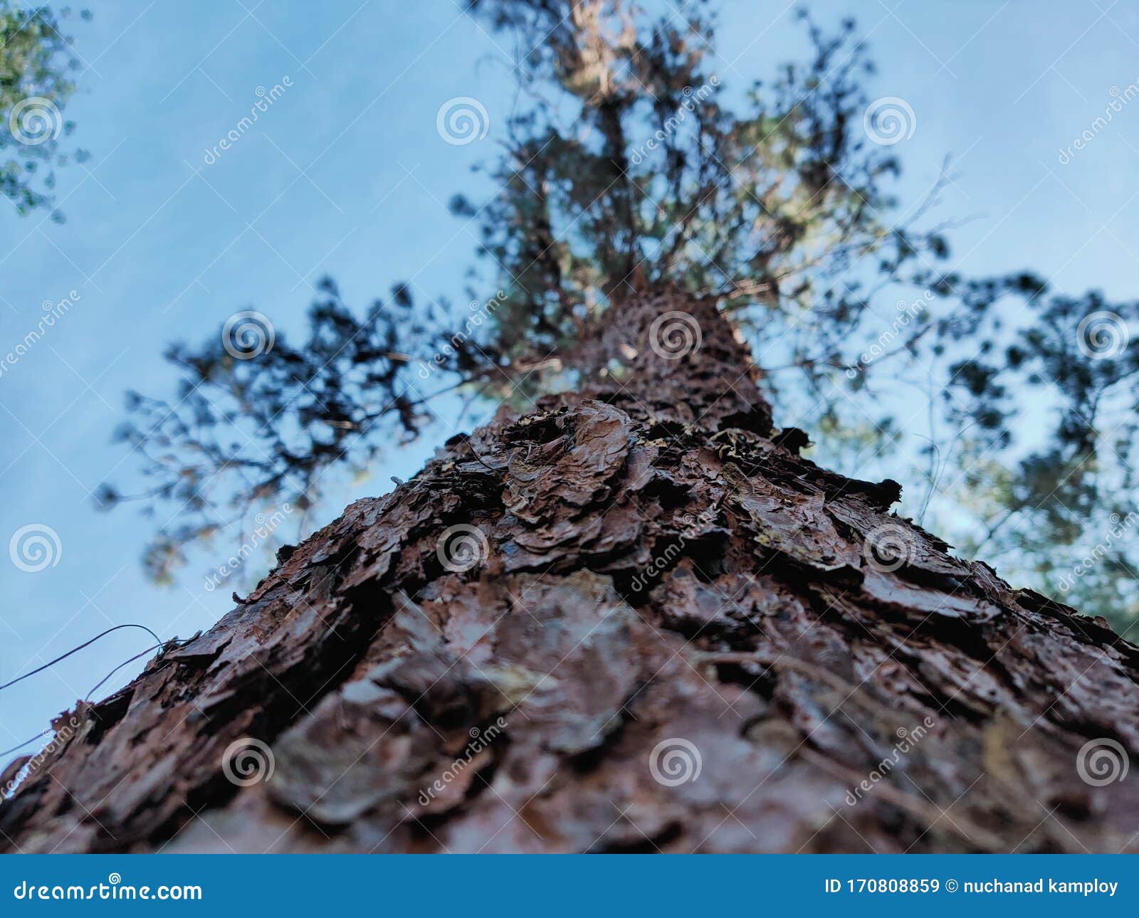 Look at the Sky through the Branches and Leaves from the View Under the ...