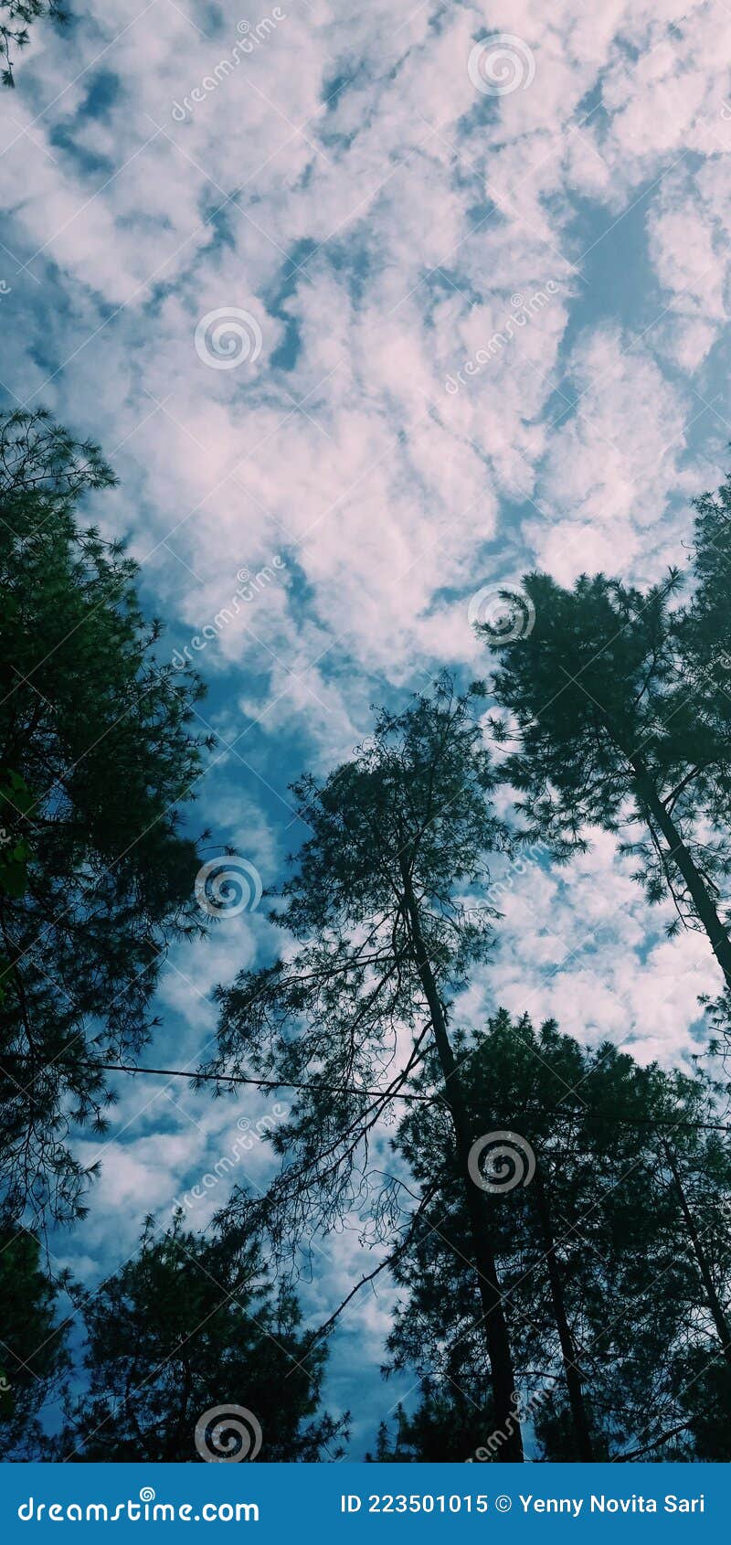 Look at the Sky in the Forest Stock Image - Image of leaf, forest ...