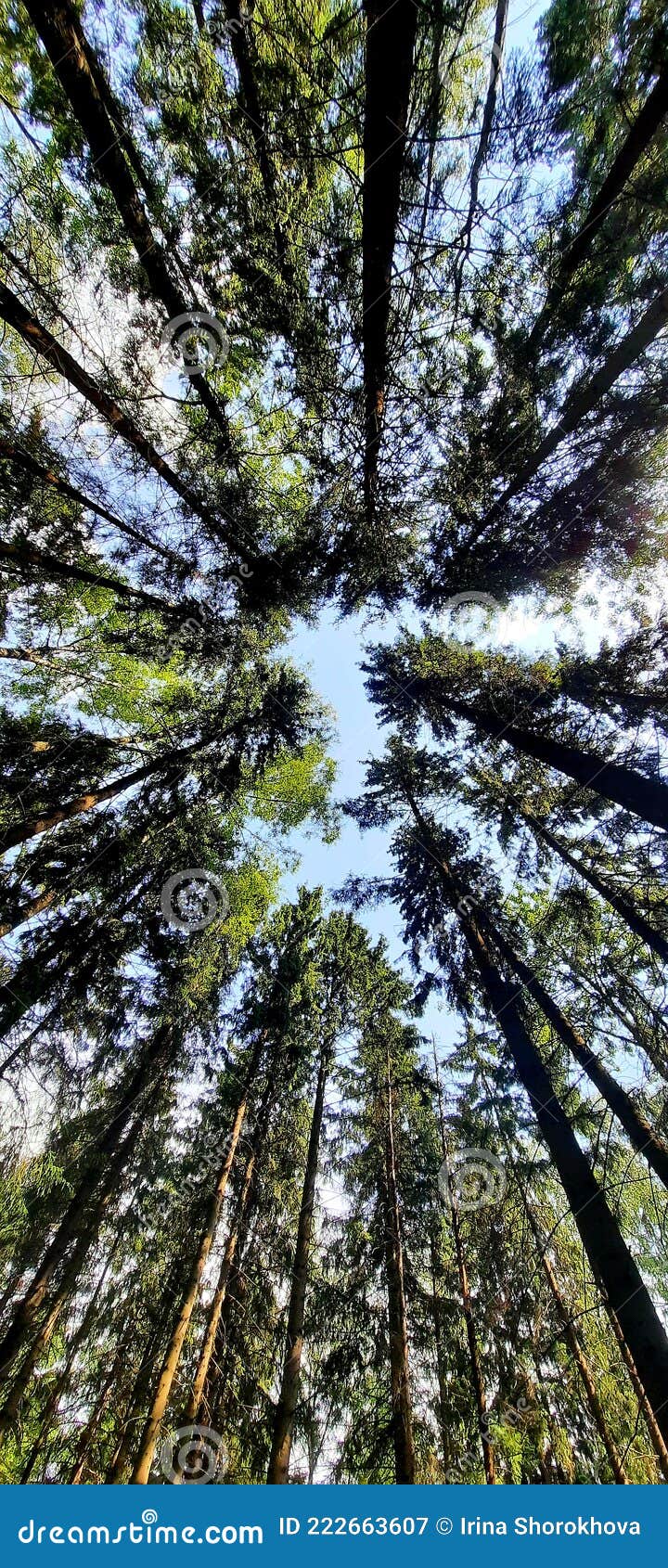 Tops of Trees in the Forest Stock Image - Image of forest, vegetation ...