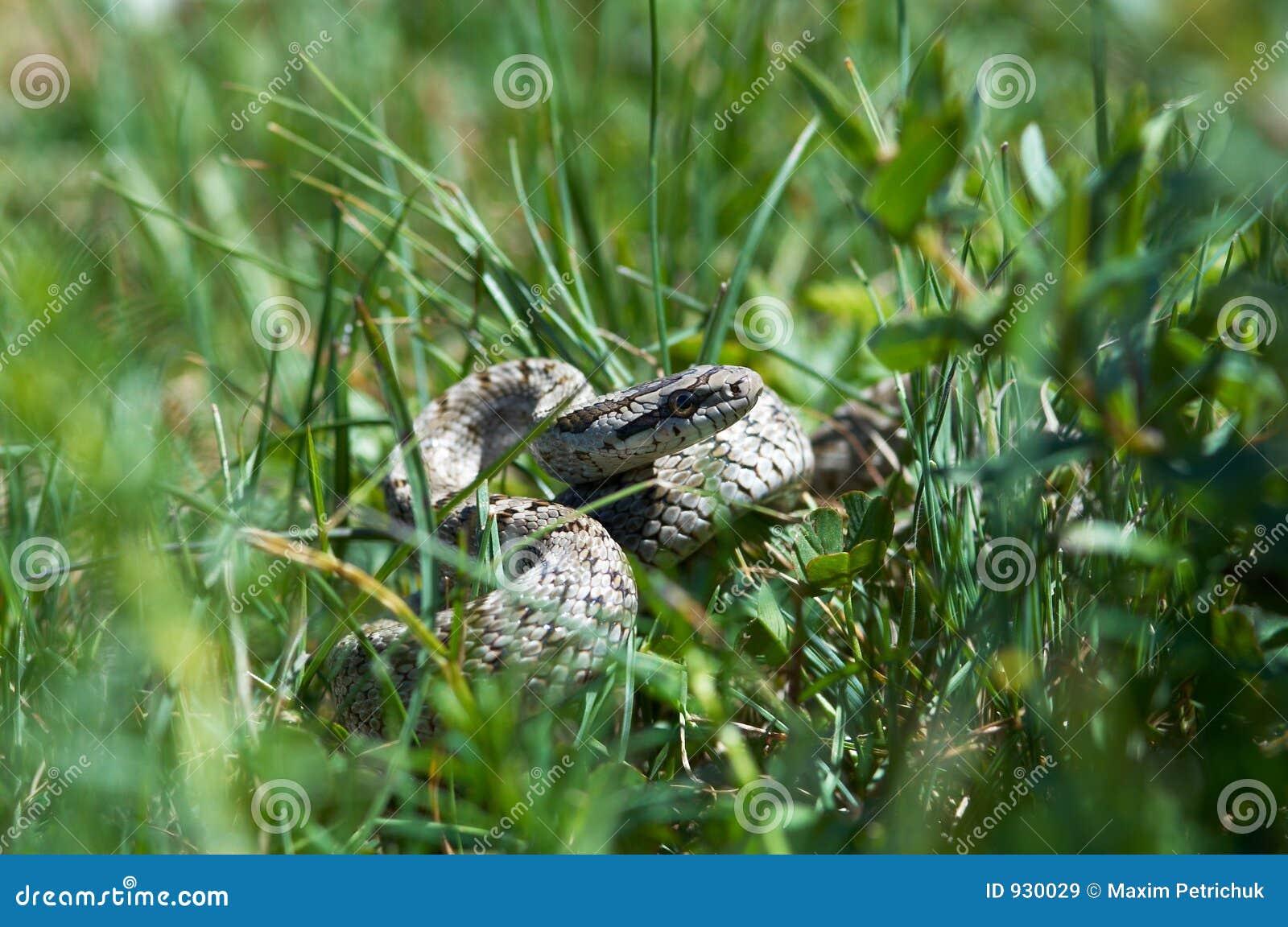 Look of small snake stock image. Image of jungle, wind - 930029