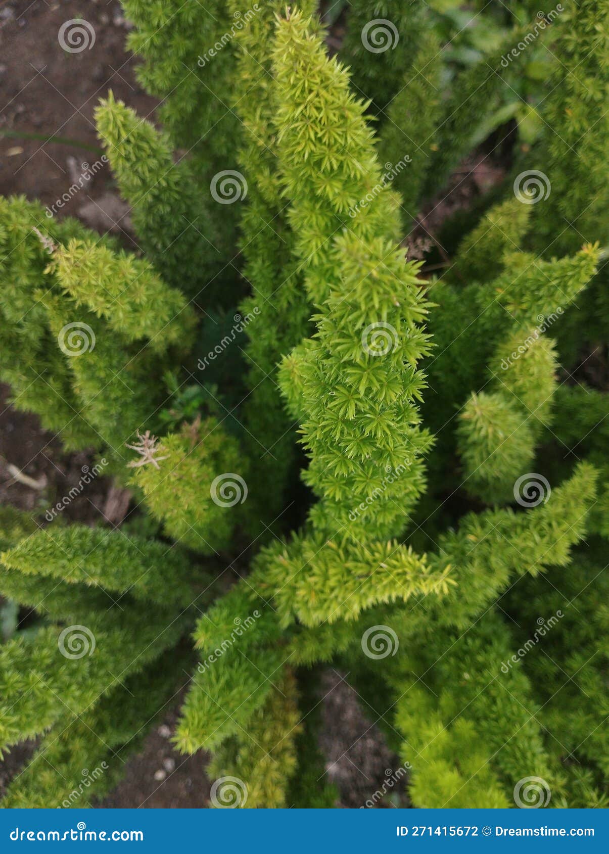Look of Squirrel Tail Plants in Indonesia Stock Photo - Image of ...