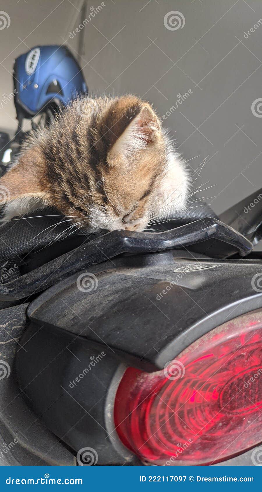 Look so Tired this Cute Cat Stock Image - Image of cutecat, cute: 222117097