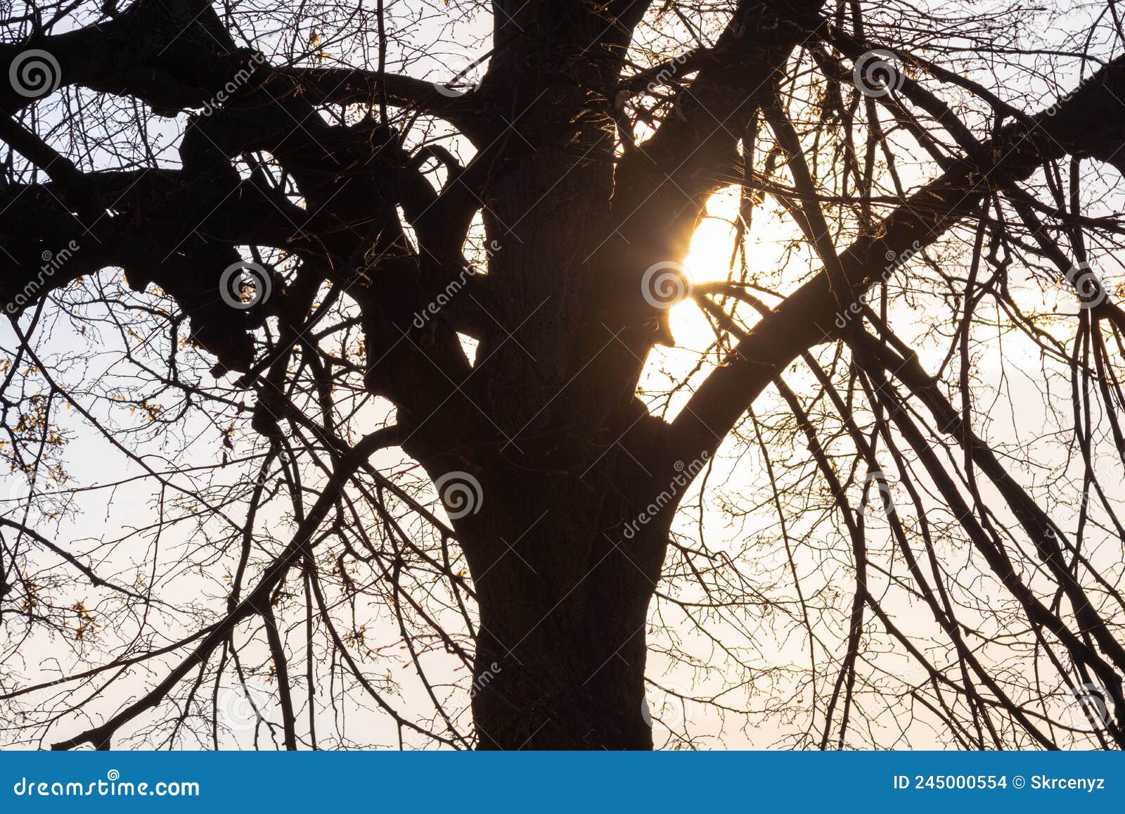 Look To Tree Silhouette with Sun Behind it and Sun Rays Showing from ...