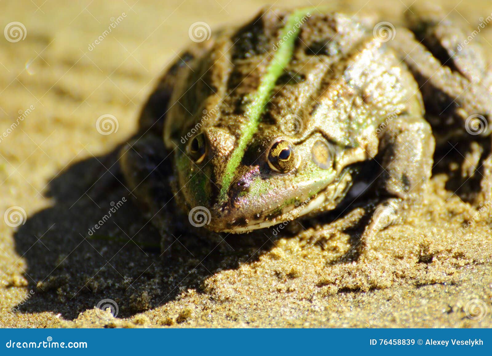 Look toad stock image. Image of head, animal, tropical - 76458839