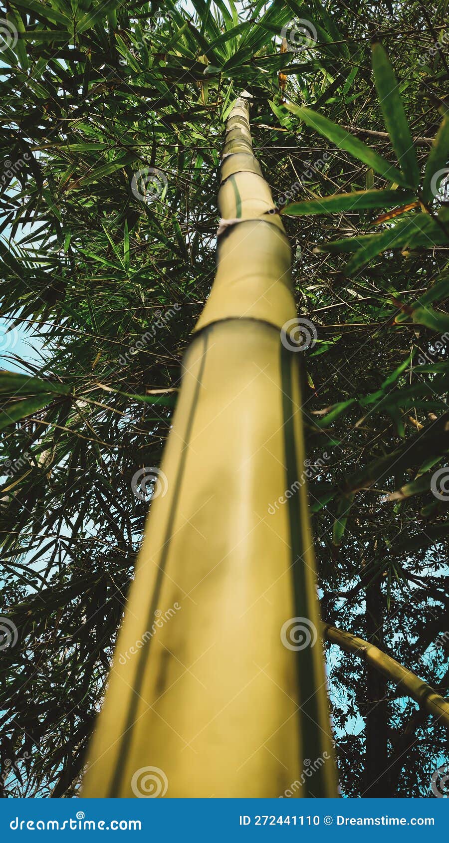 A Look at the Top of a Bamboo Tree Stock Photo - Image of branch ...