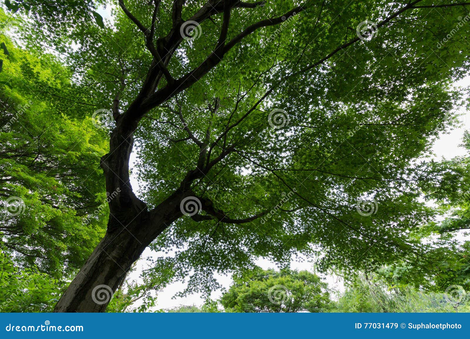 Look at Top of Big Tree, Background Stock Image - Image of green, white ...