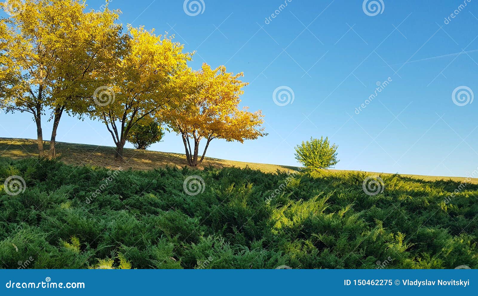 A Look at the Trees and the Blue Summer Sky Stock Image - Image of ...
