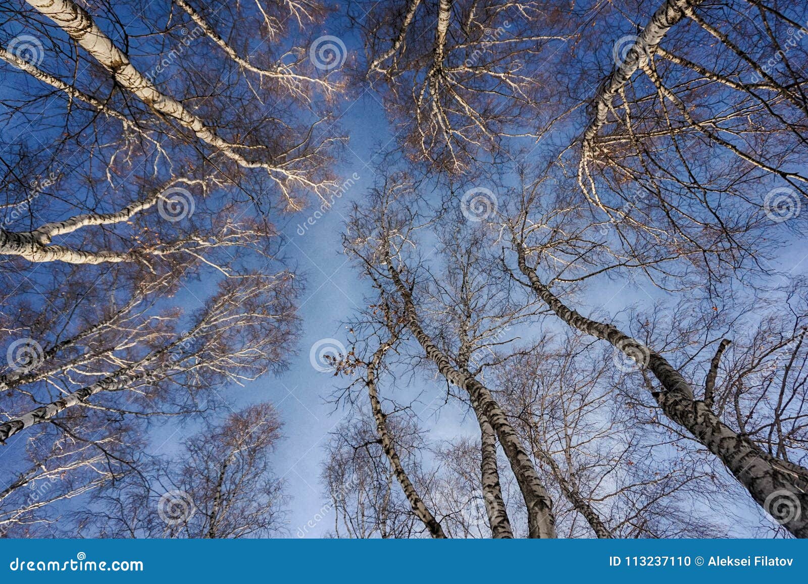 Look up at the trees stock photo. Image of season, pine - 113237110