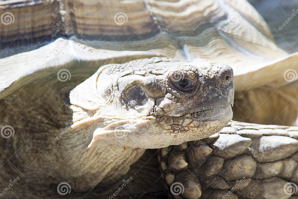 The look of the turtle stock image. Image of animal - 160670777