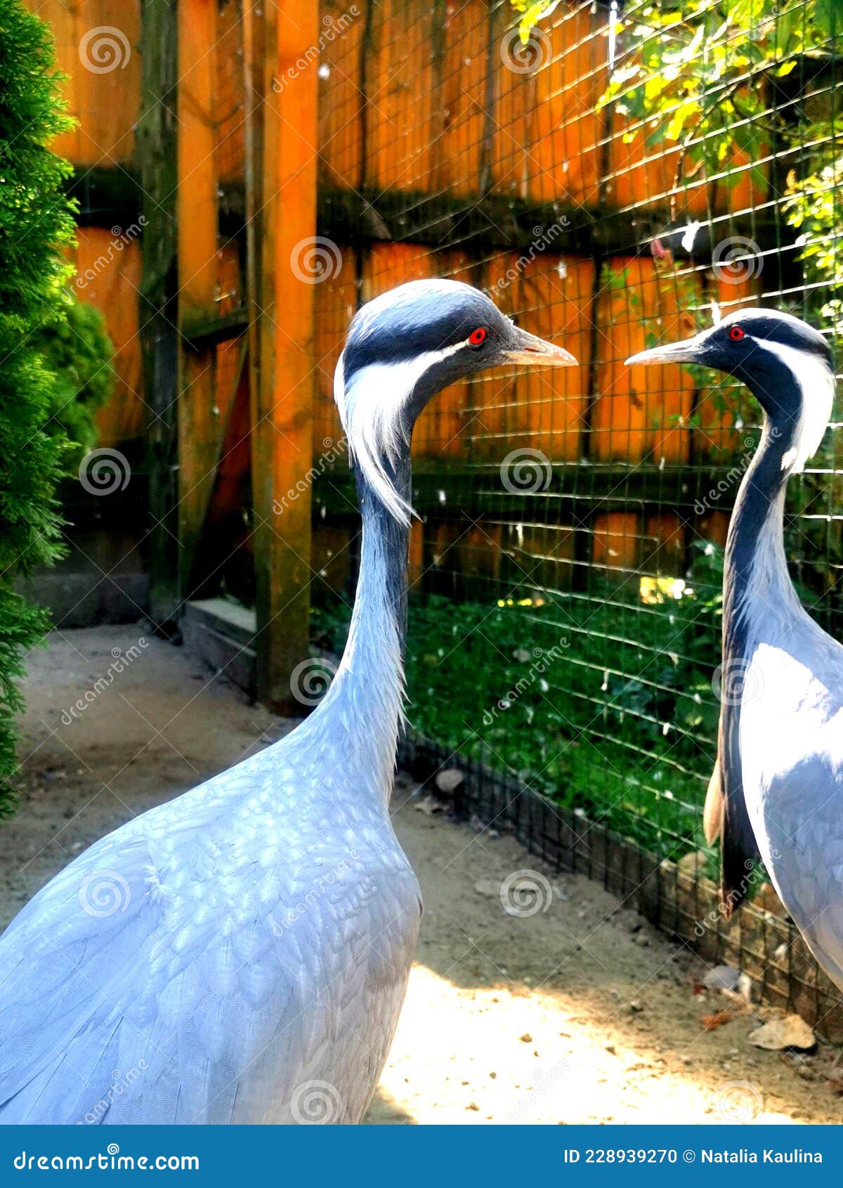 The Look of Two Cranes in Love Stock Photo - Image of birds, ptroz ...