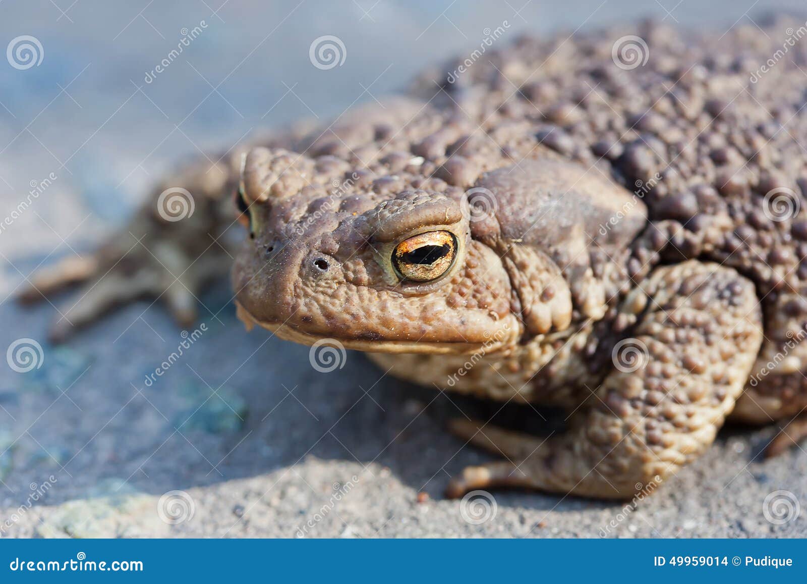 Look Of Ugly Toad Stock Photo - Image: 49959014