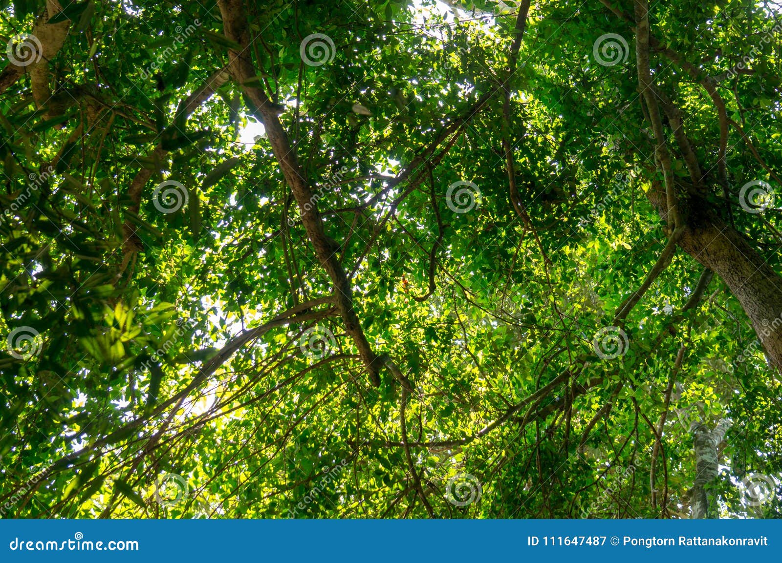 Look through Under the Tree Stock Image - Image of shadow, color: 111647487