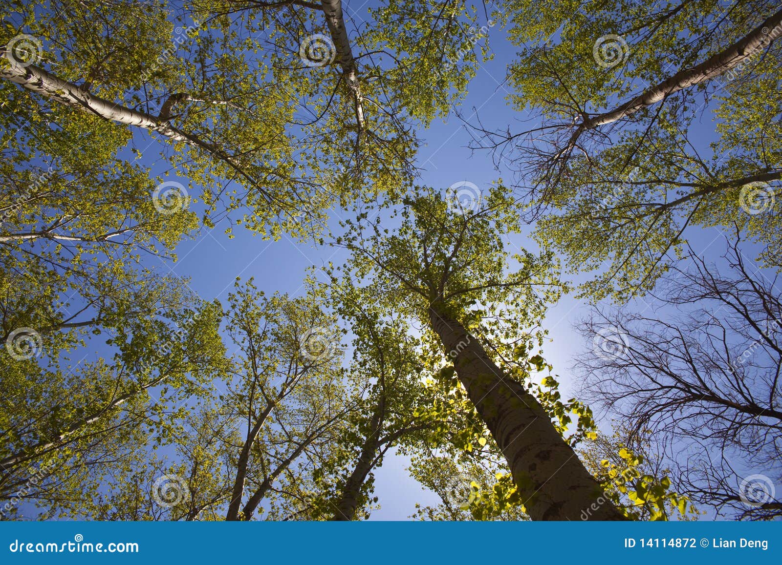 Popular trees stock photo. Image of outdoors, leaves - 14114872