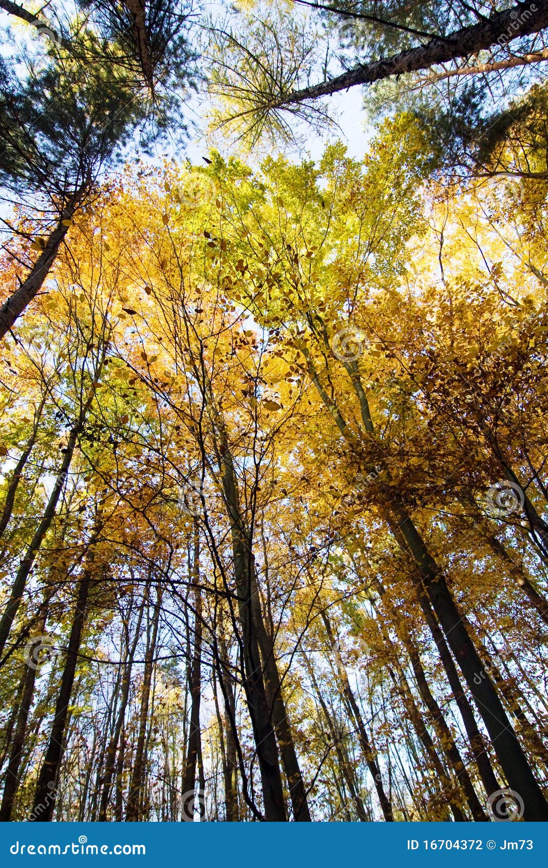 Look Up in the Autumn Forest.. Stock Photo - Image of beautiful ...