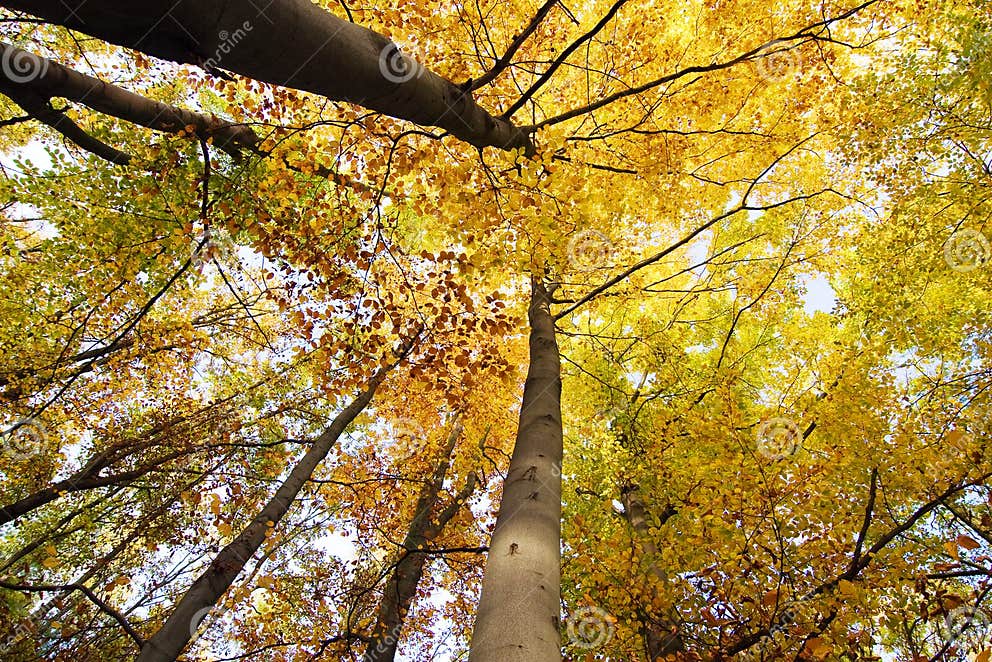 Look Up in the Autumn Forest.. Stock Image - Image of green, bole: 16704485
