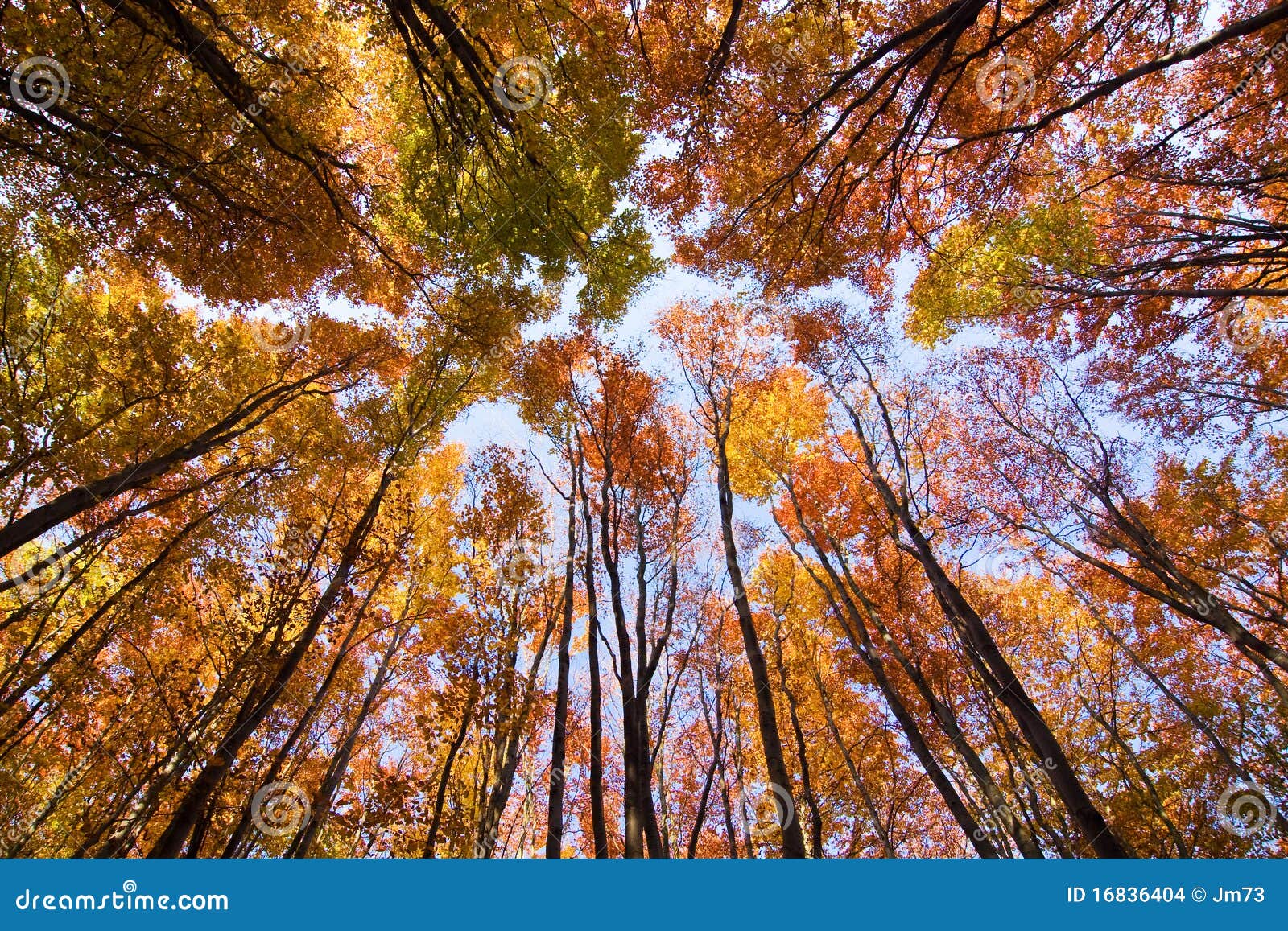 Look Up in the Autumn Forest.. Stock Photo - Image of larch, tree: 16836404