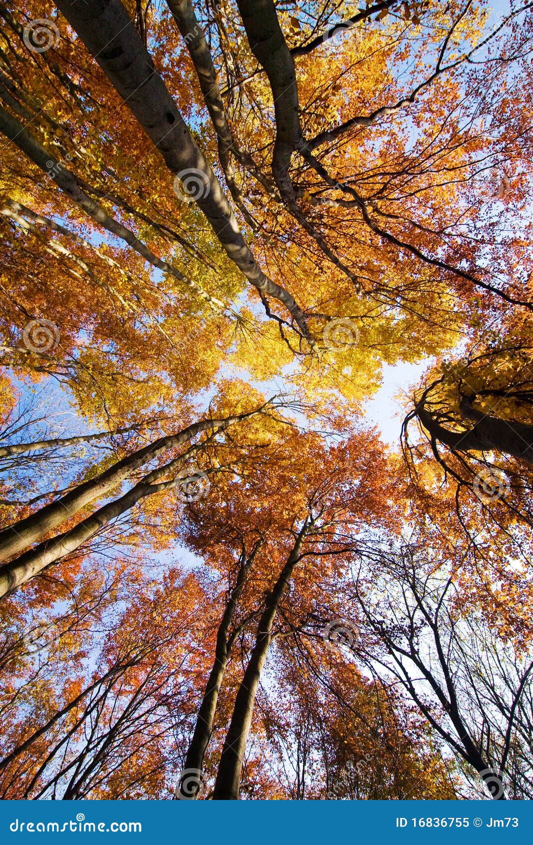 Look Up in the Autumn Forest.. Stock Image - Image of bark, fall: 16836755