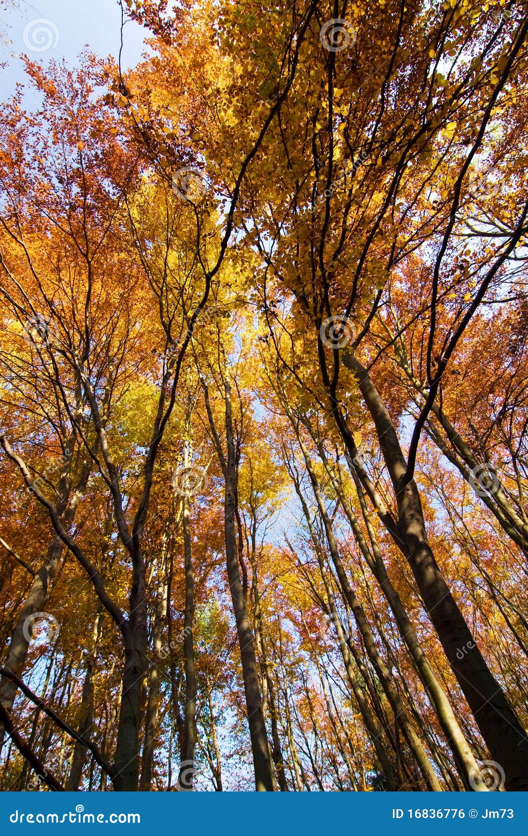 Look Up in the Autumn Forest.. Stock Photo - Image of environment ...