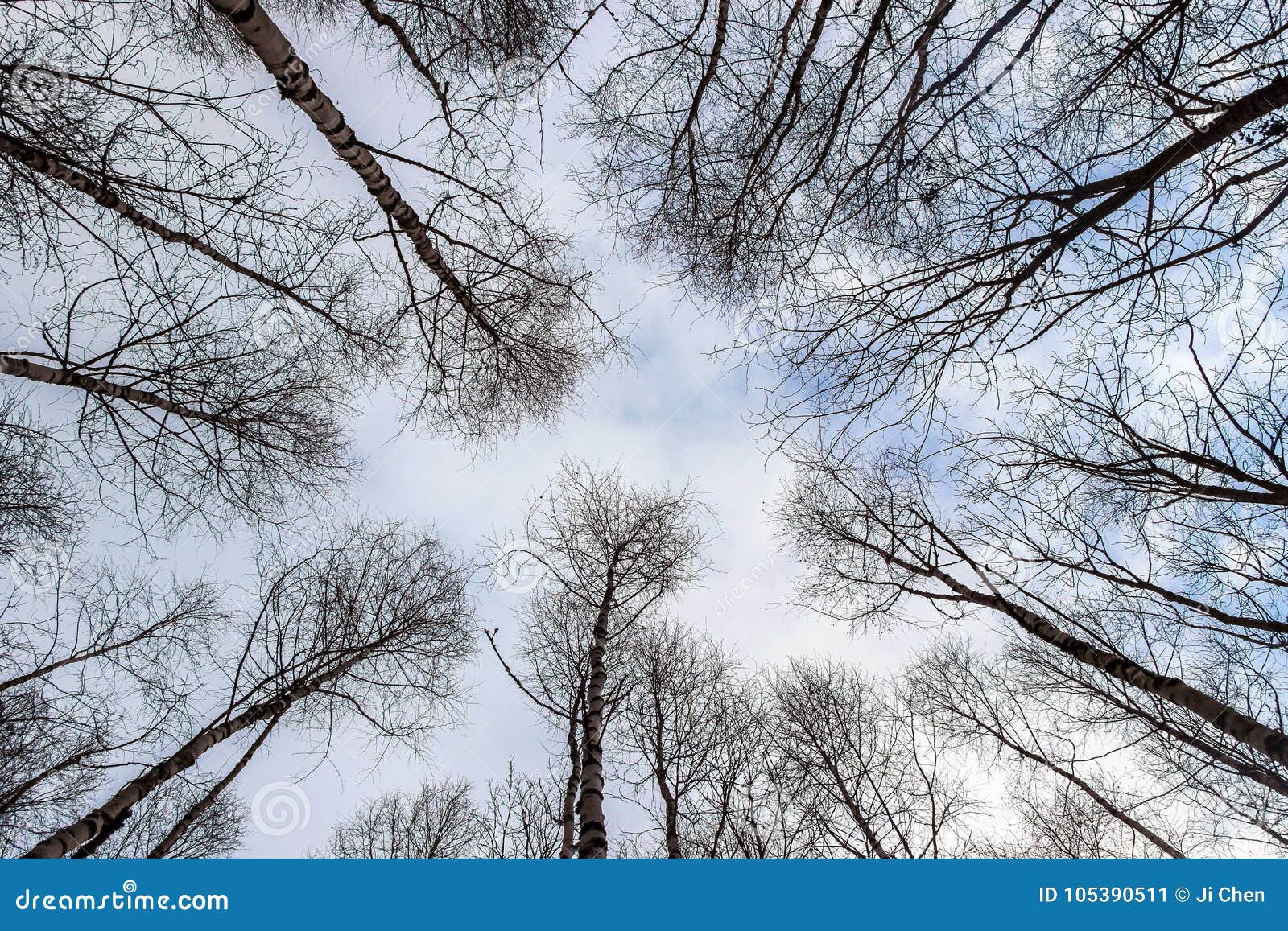 Look Up Bald Birch Tree Forest Stock Image - Image of look, white ...