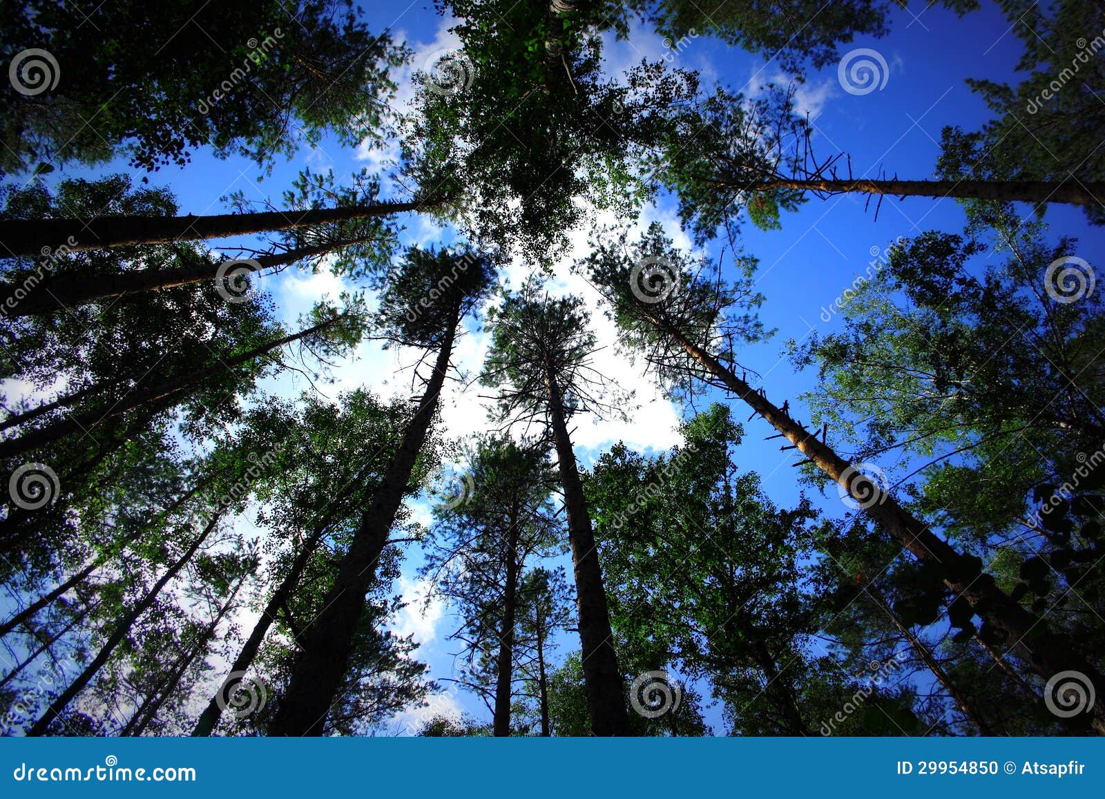 Look Up at the Tops of Trees Stock Photo - Image of summer, wood: 29954850