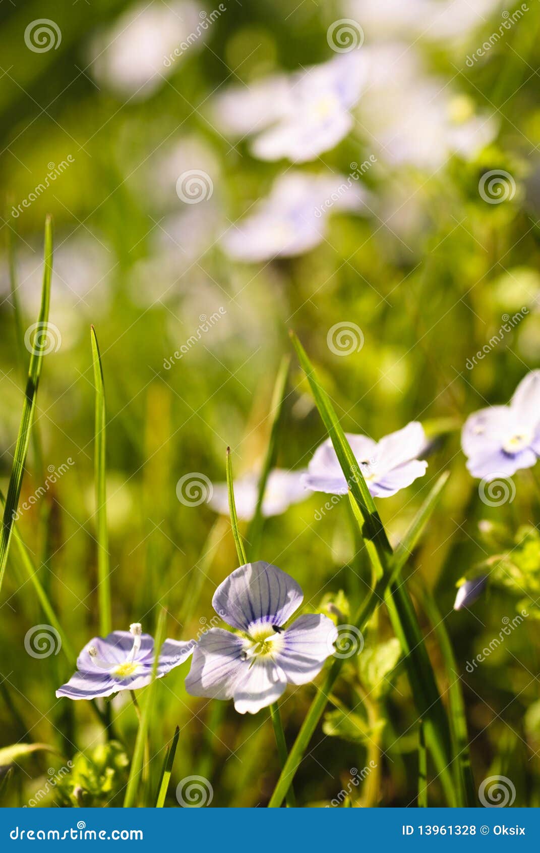 Look-up-and-kiss-me stock photo. Image of flower, lady - 13961328