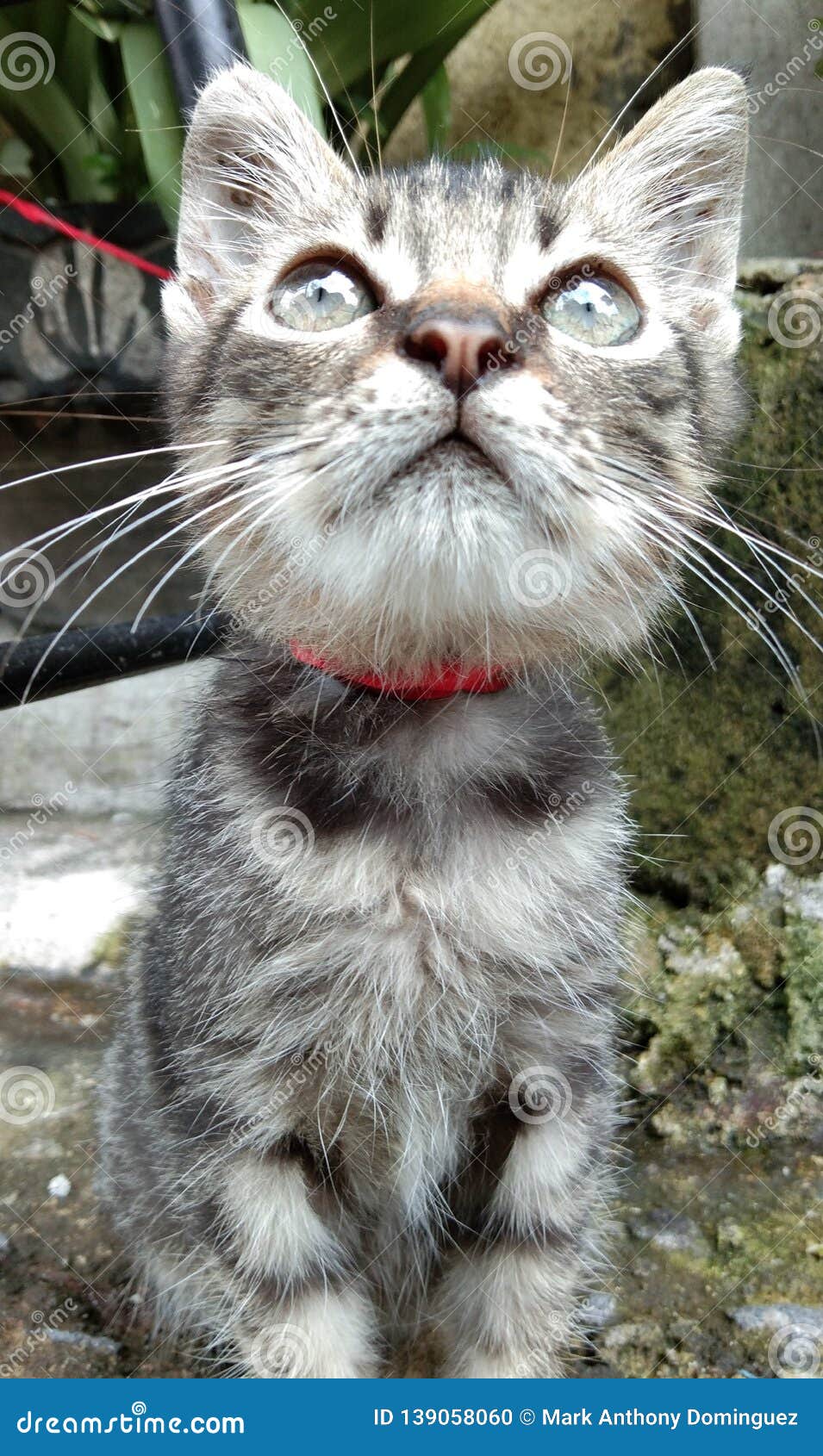 Look up little cat stock photo. Image of cute, look - 139058060