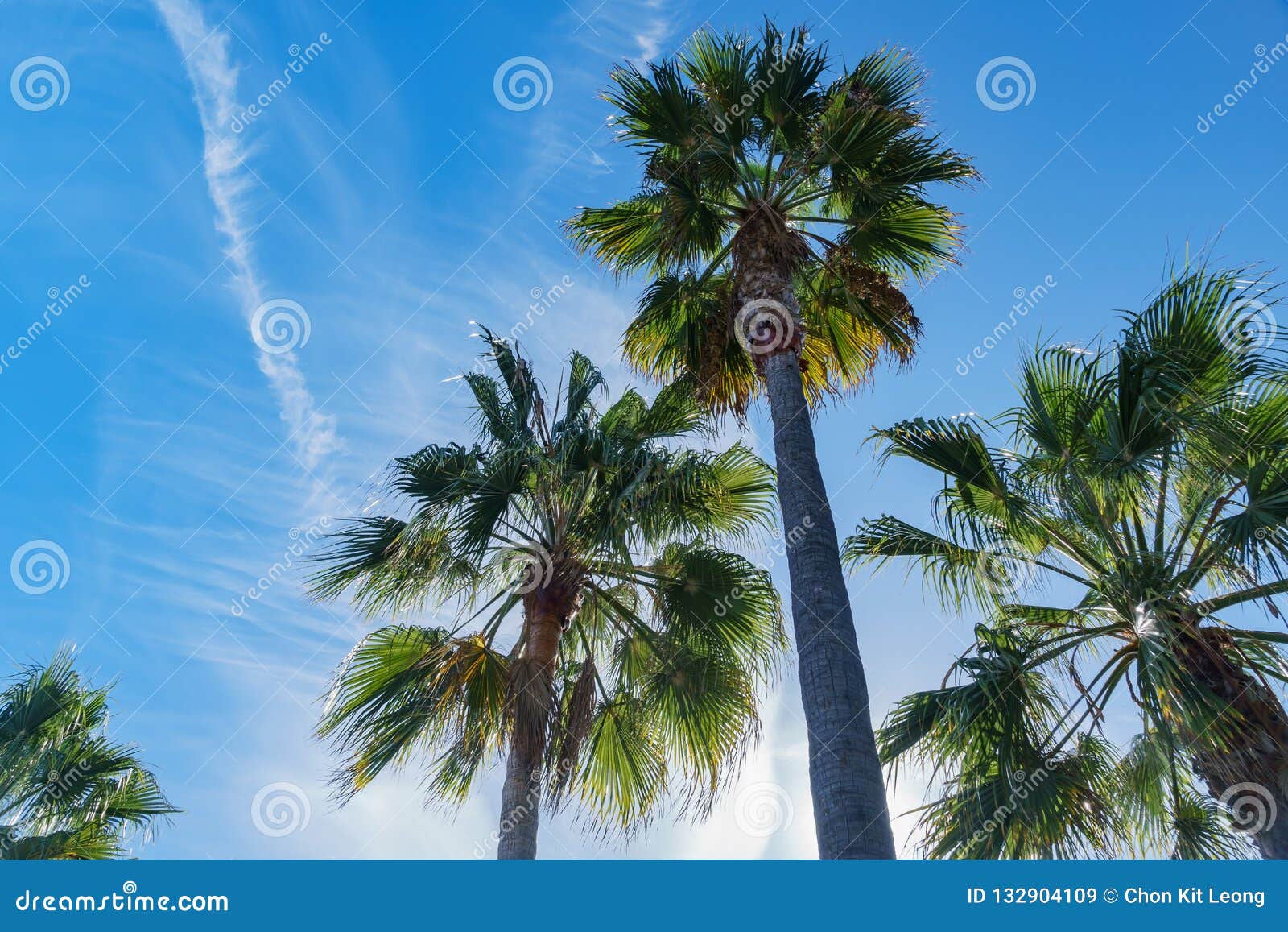 Look Up the Palm Tree Around Laguna Beach Stock Image - Image of ...