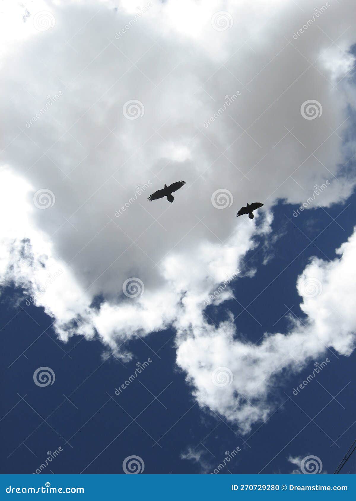 Look Up and See Two Flying Eagles in the Sky Stock Photo - Image of ...
