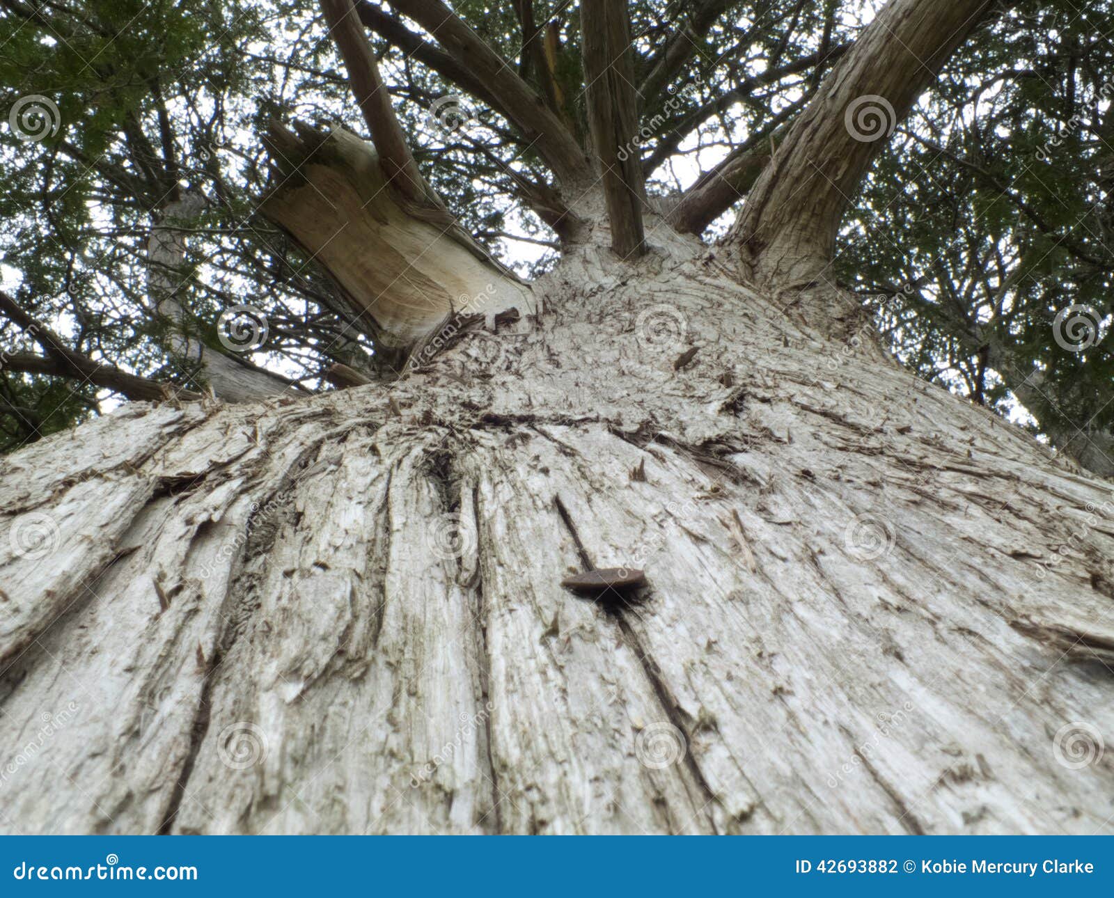 Perspective of Tree Looking Up from the Bottom Stock Photo - Image of ...