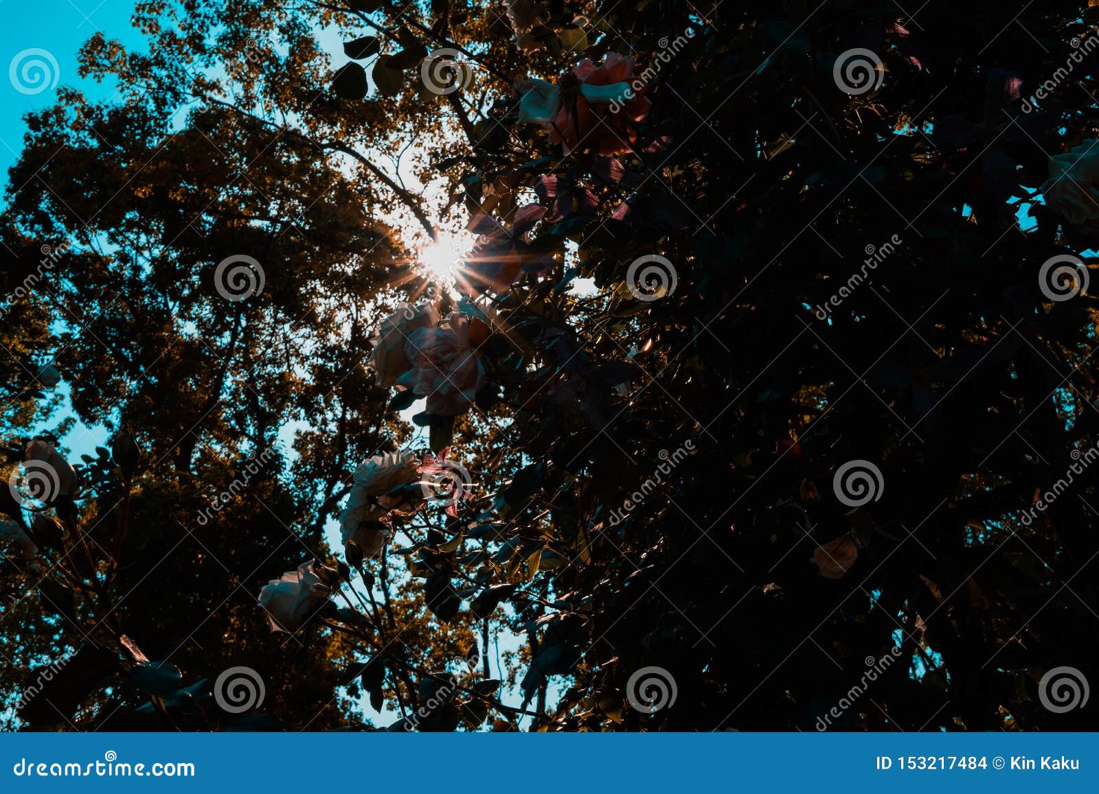 The Sun Shines through the Gap in the Tree Stock Photo - Image of ...