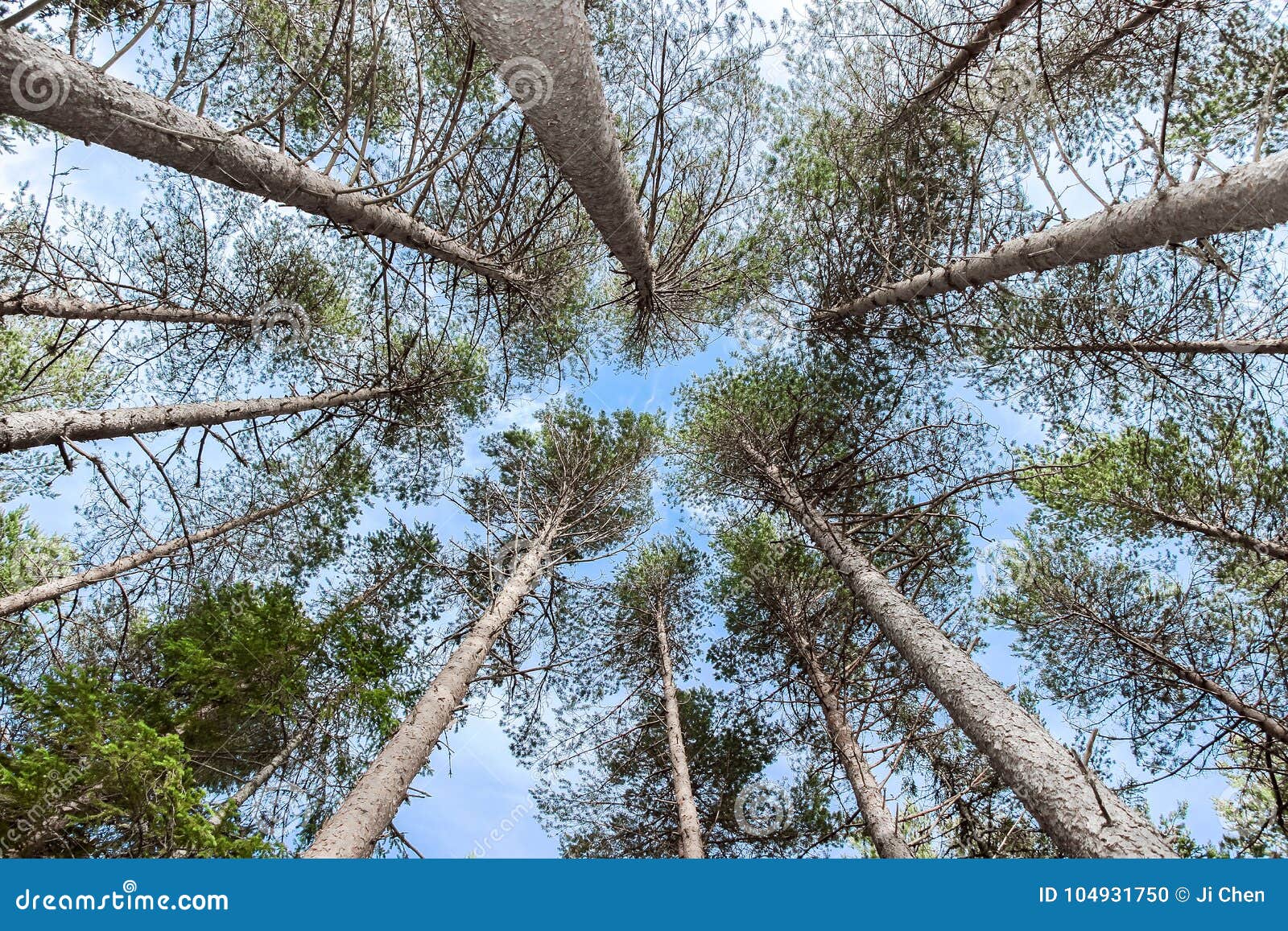 Look up of tall pine trees stock photo. Image of leaf - 104931750