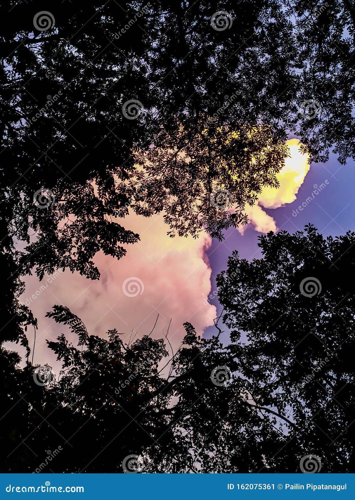 Look Up To the Sky Pass through Trees Stock Image - Image of color ...